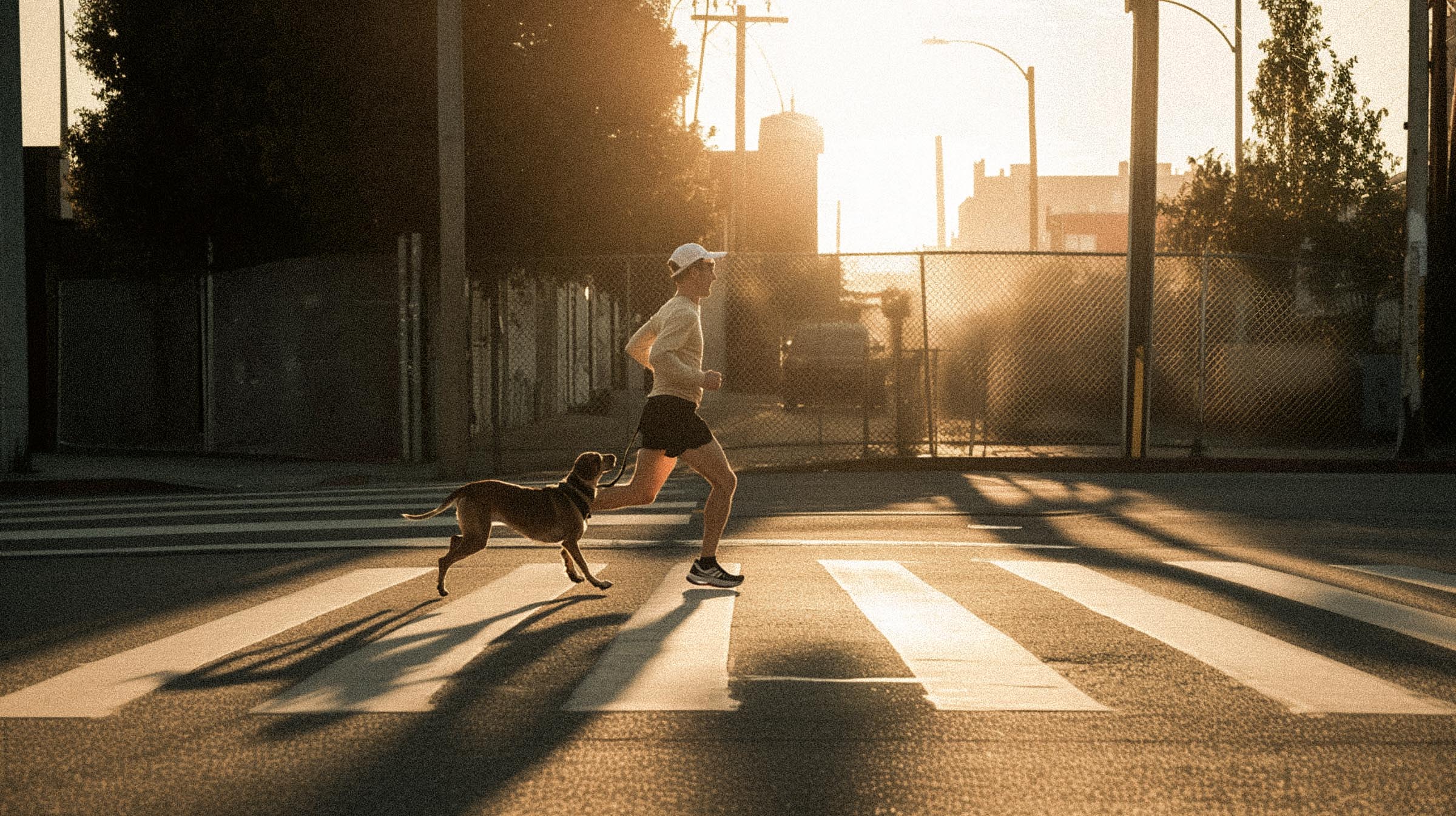 Dog Age Calculator – Coda